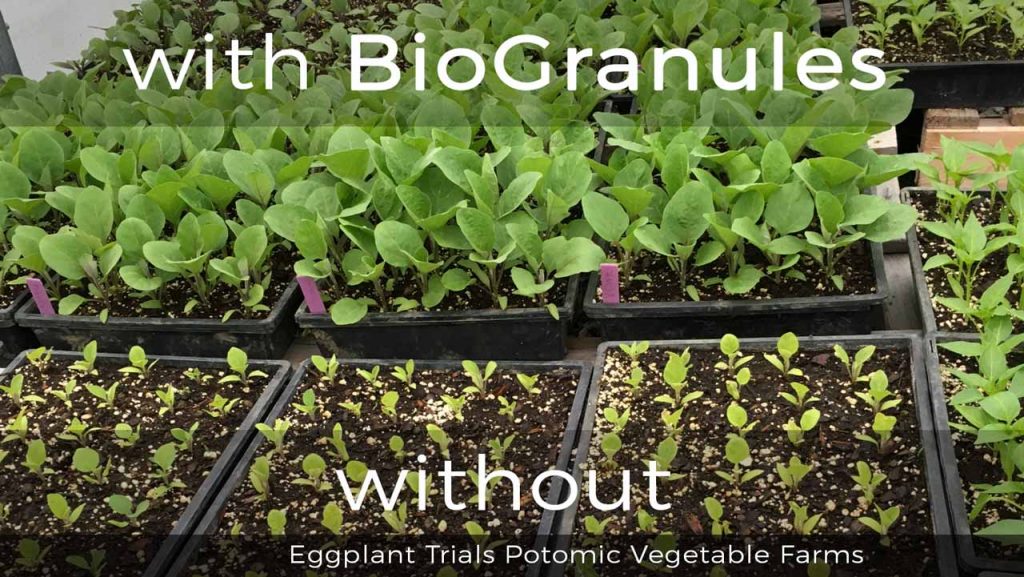BioGranules - CharGrow