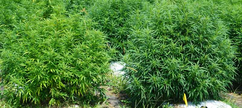 Hemp Field Trial with Biochar and Beneficial Microbes - CharGrow